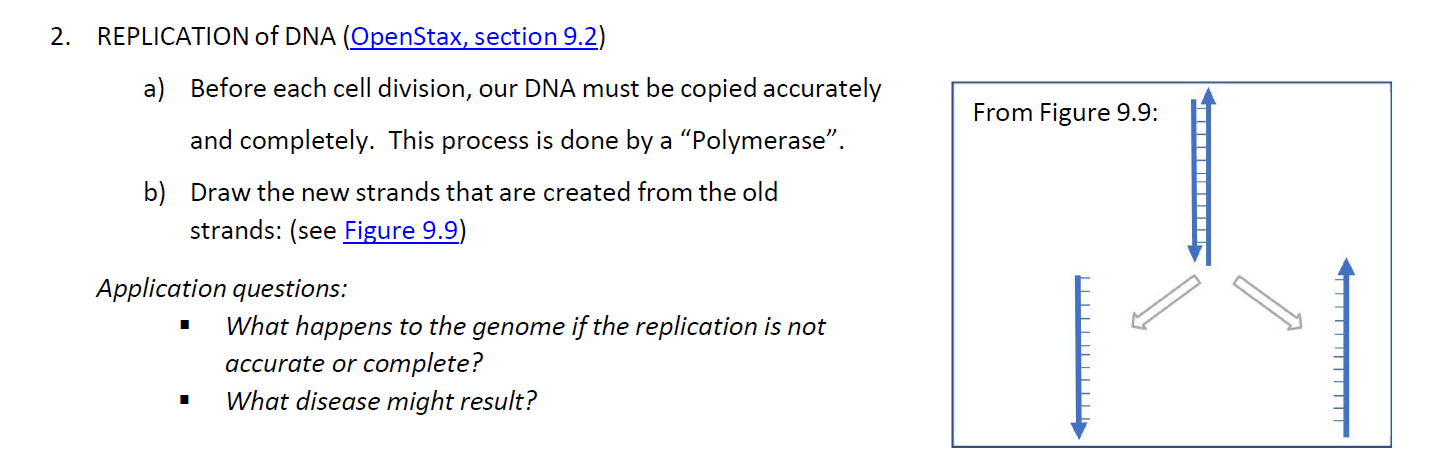 Solved REPLICATION of DNA (OpenStax, ﻿section 9.2)a) ﻿Before | Chegg.com