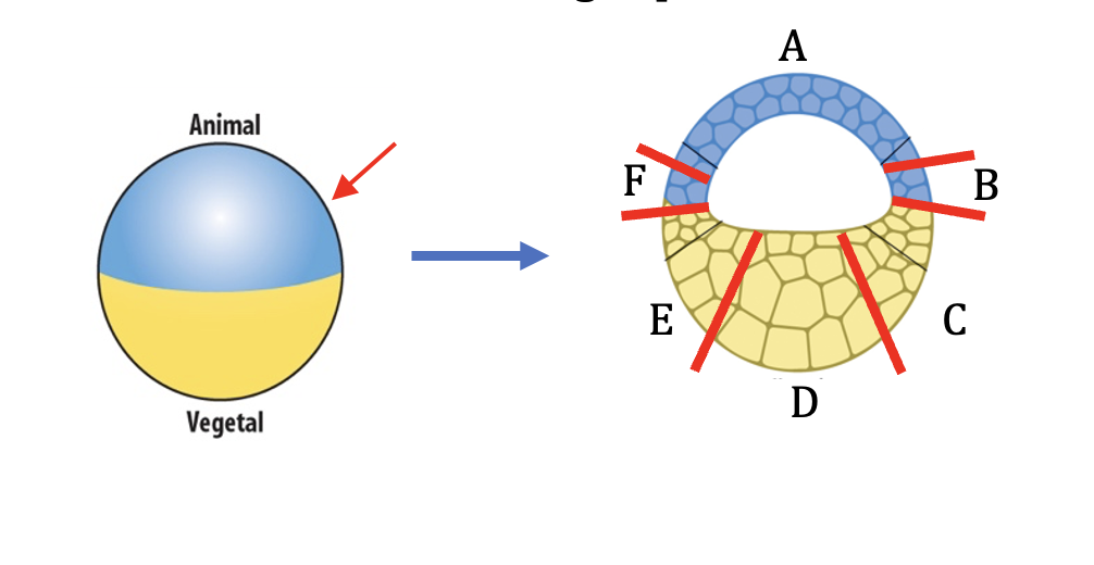 Solved Figure Description: The diagram shows a Xenopus egg | Chegg.com