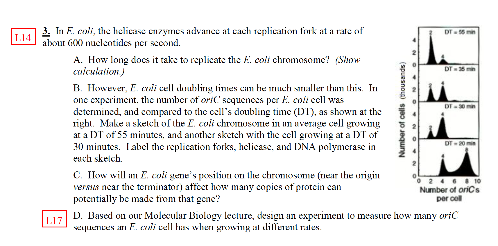 Solved In E. coli, the helicase enzymes advance at | Chegg.com