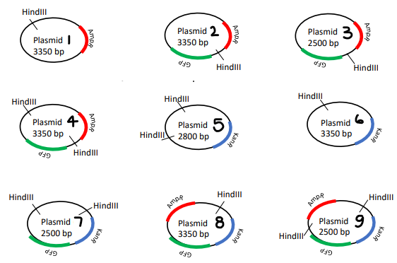 Solved Based on the Plasmid Maps. Which plasmid did you | Chegg.com