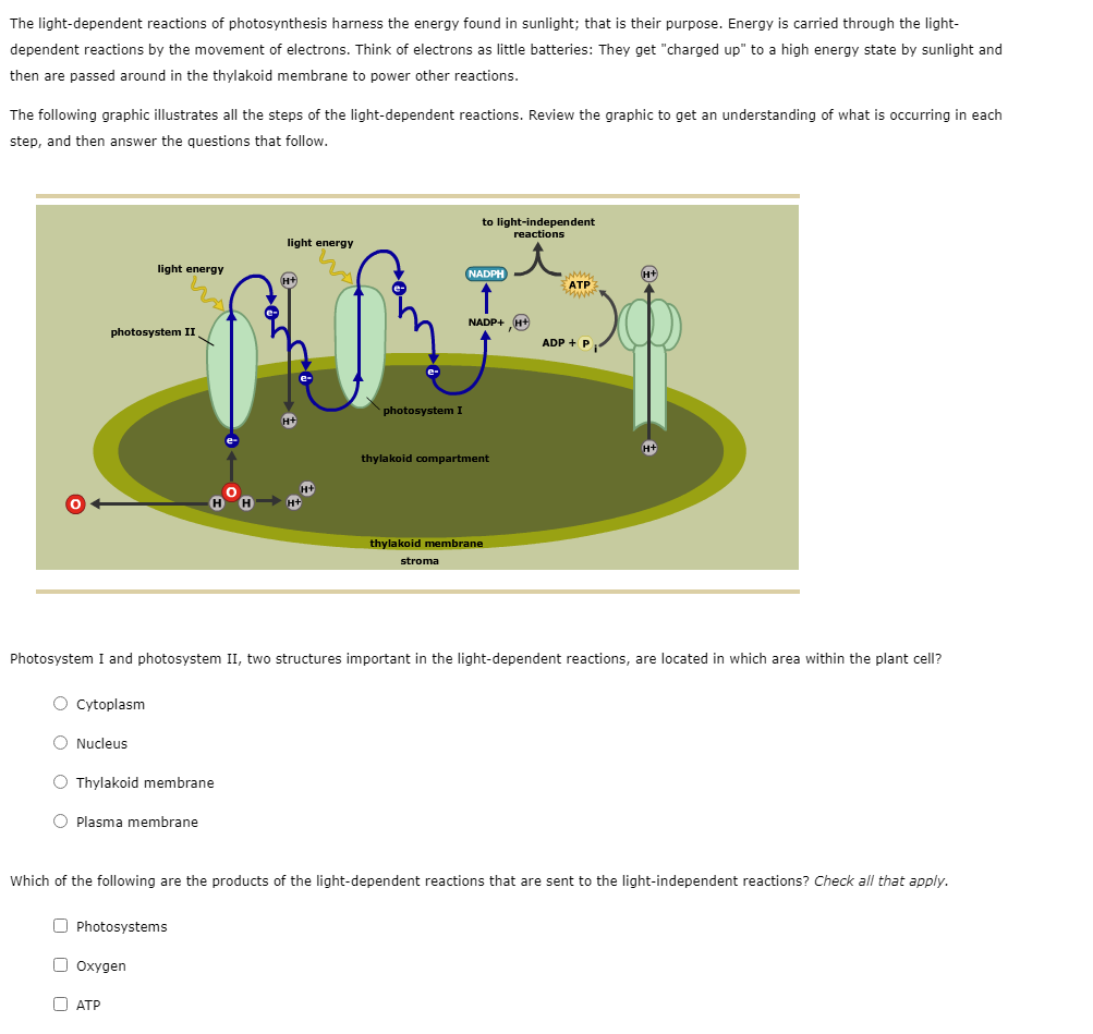 Solved The light-dependent reactions of photosynthesis | Chegg.com