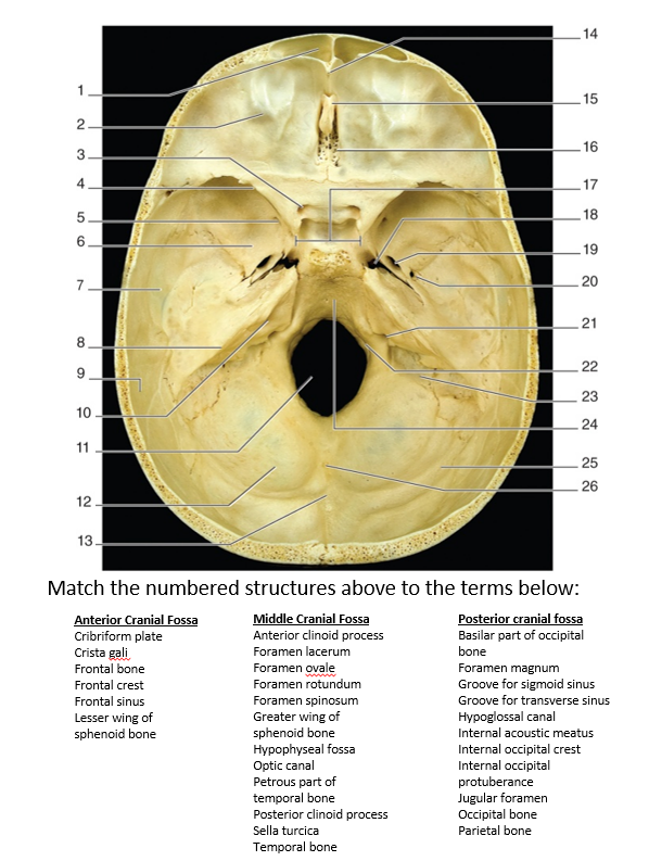 Solved Match the numbered structures above to the terms | Chegg.com