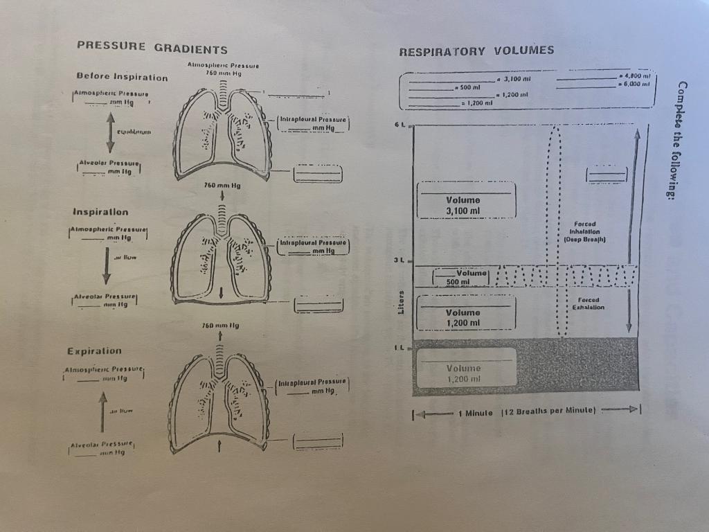 Solved PRESSURE GRADIENTS RESPIRATORY VOLUMES | Chegg.com