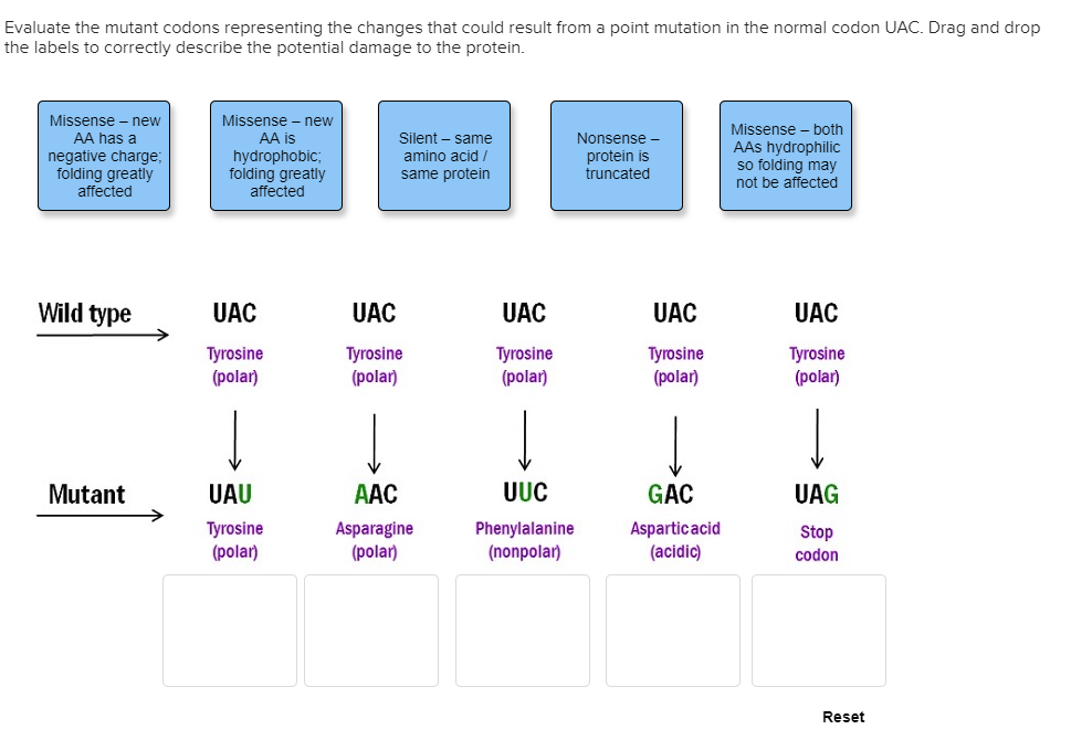 Solved Evaluate the mutant codons representing the changes | Chegg.com
