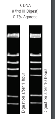 Solved SaI I restriction enzyme with its DNA size fragments | Chegg.com