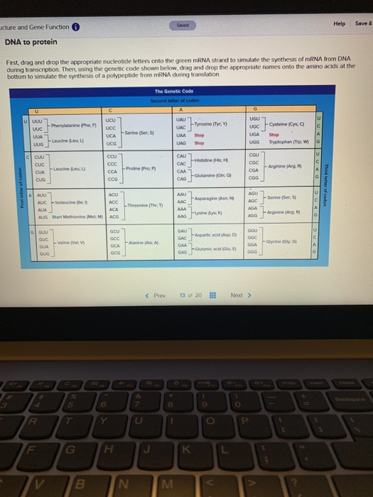 Solved GUG」 GCG」 GAG proline cysteine glycine serine valine | Chegg.com