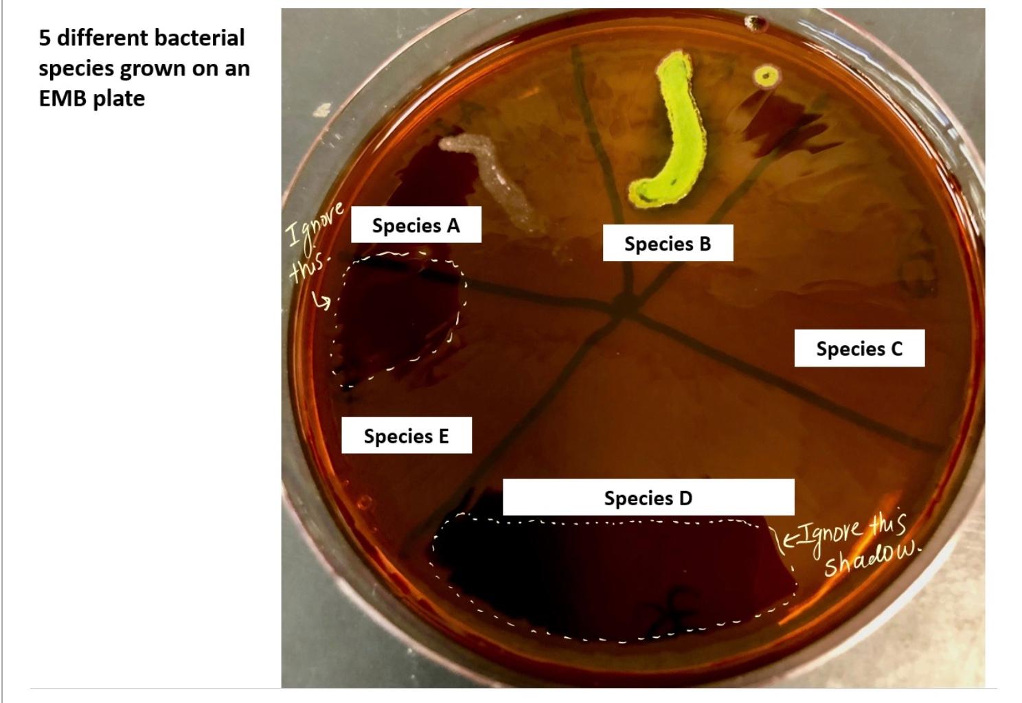Solved #1 Shown below is an EMB plate with 5 different | Chegg.com