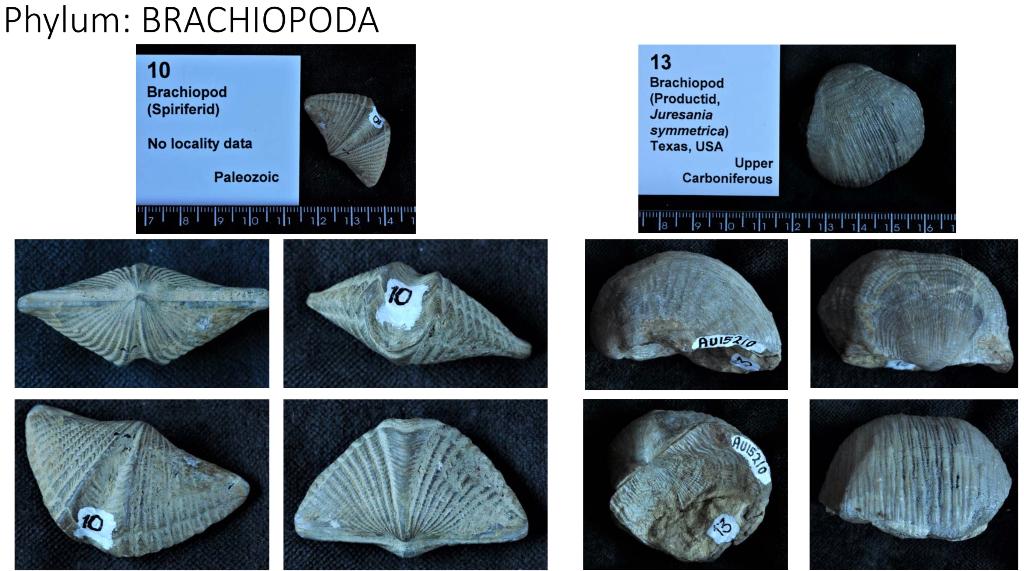 Solved Phylum: BRACHIOPODA 9 Brachiopod (Spiriferid) 9 | Chegg.com