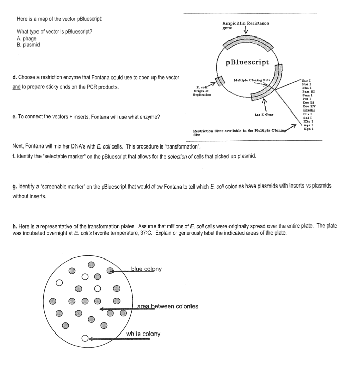 Solved Here is a map of the vector pBluescript: Ampicillin | Chegg.com