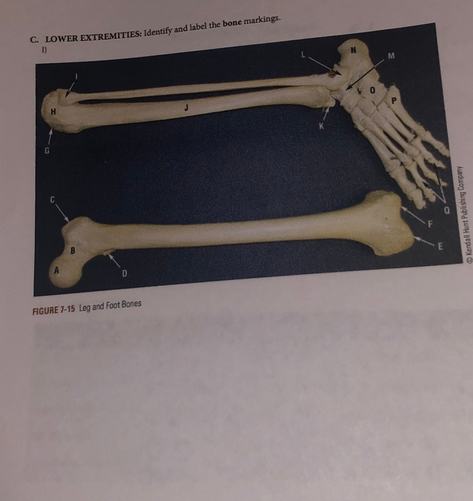 Solved C. LOWER EXTREMITIES: Identify and label the bone | Chegg.com