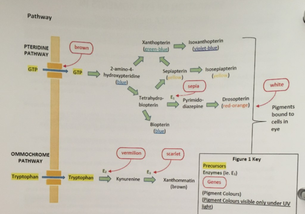 Solved Table 3.1 — Your prediction of the presence (+) or | Chegg.com