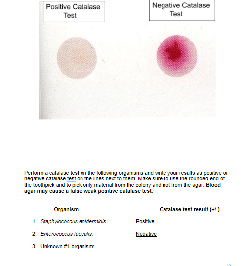 Staphylococcus Aureus Catalase Test