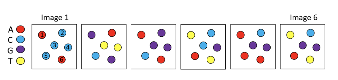 You are sequencing a tumor sample using the sequence | Chegg.com