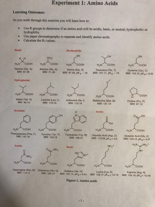 Solved Experiment 1: Amino Acids Learning Outcomes: As you | Chegg.com