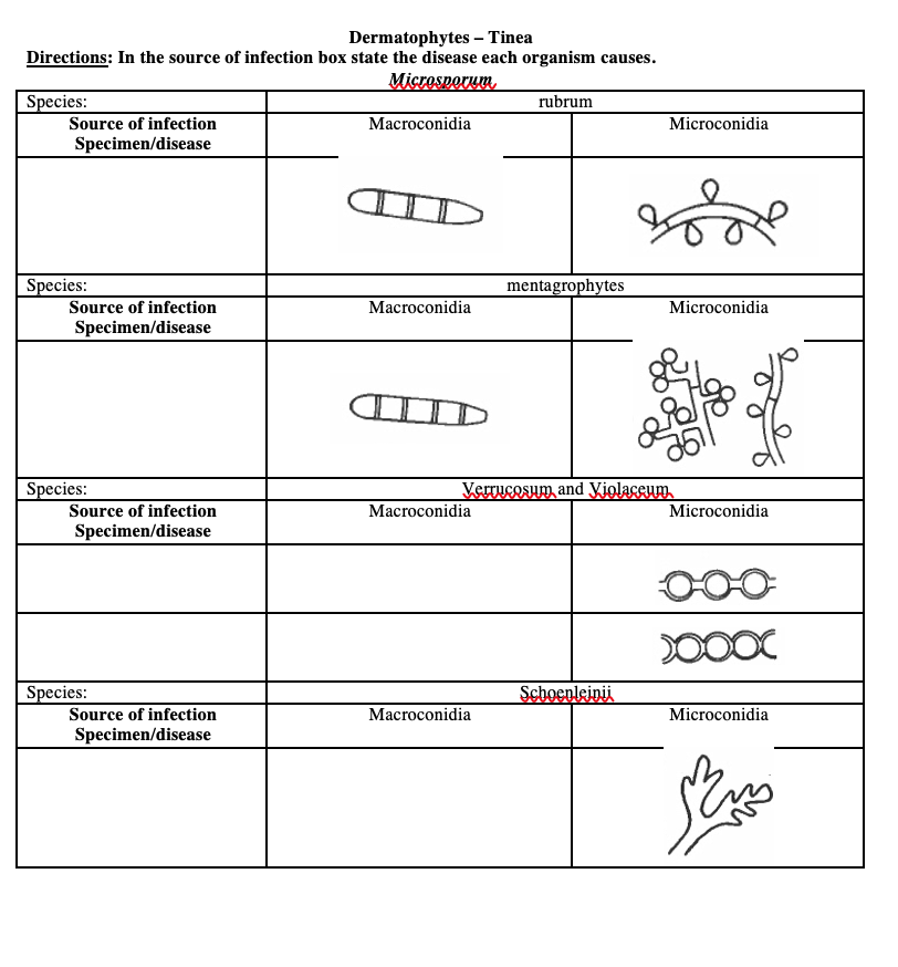 Macroconidia And Microconidia