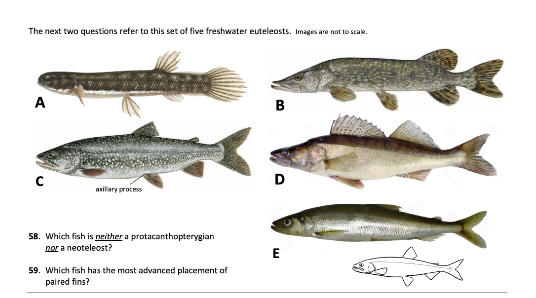 Solved The next two questions refer to this set of five | Chegg.com
