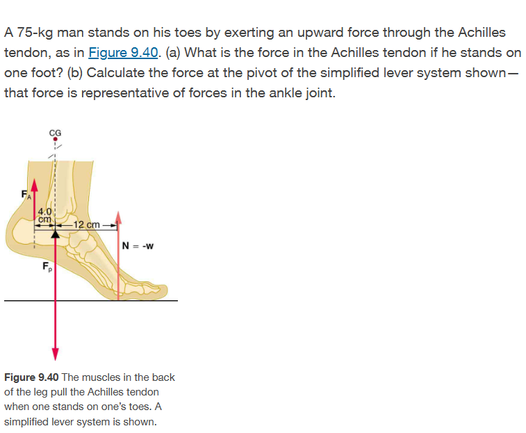 Solved A 75-kg man stands on his toes by exerting an upward | Chegg.com