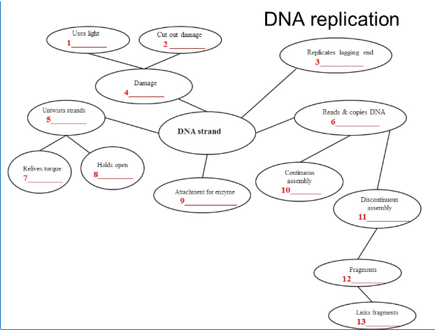 DNA replication Reads \& copies DNA 6 assembly | Chegg.com