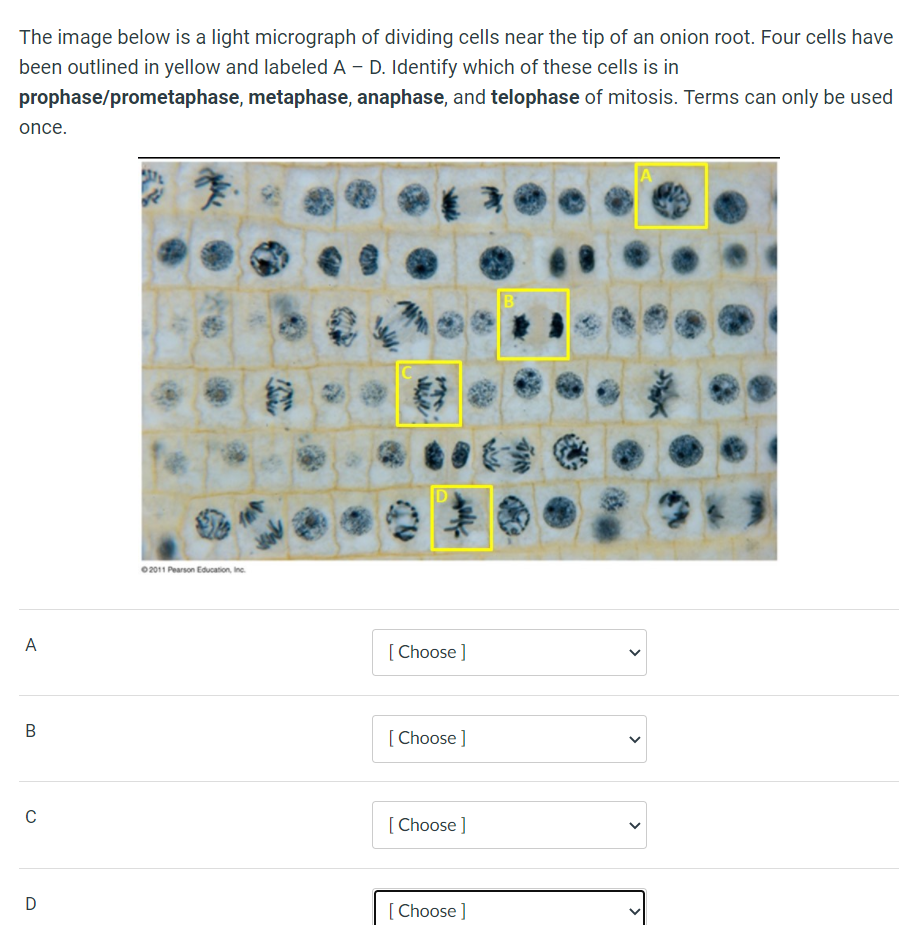 Solved The image below is a light micrograph of dividing | Chegg.com