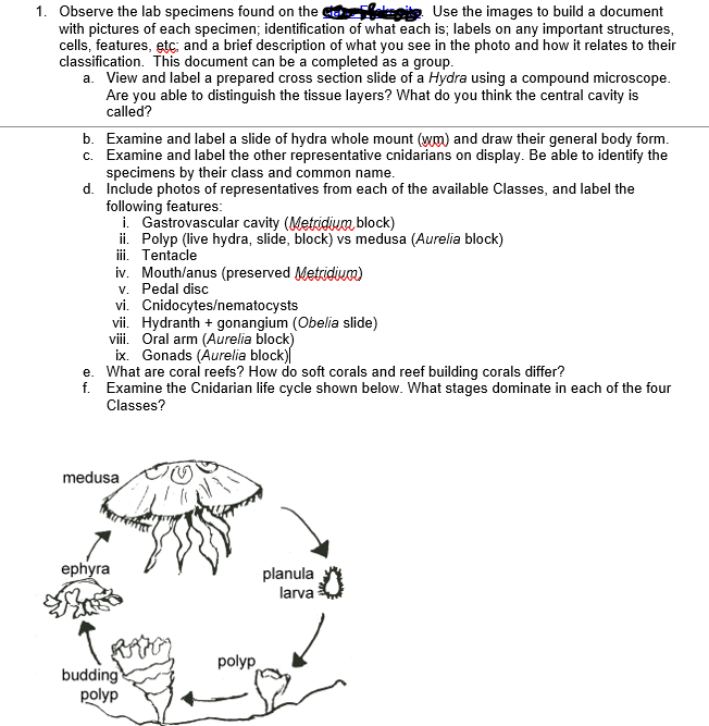Solved 1. Observe the lab specimens found on the courses. | Chegg.com