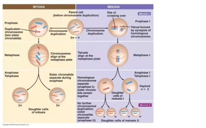 Solved In a diploid cell in which 2n=16, how many telomeres | Chegg.com