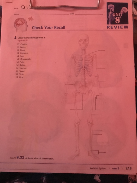 Solved Dlf NI Section Check Your Recall REVIEW 1 Label the | Chegg.com