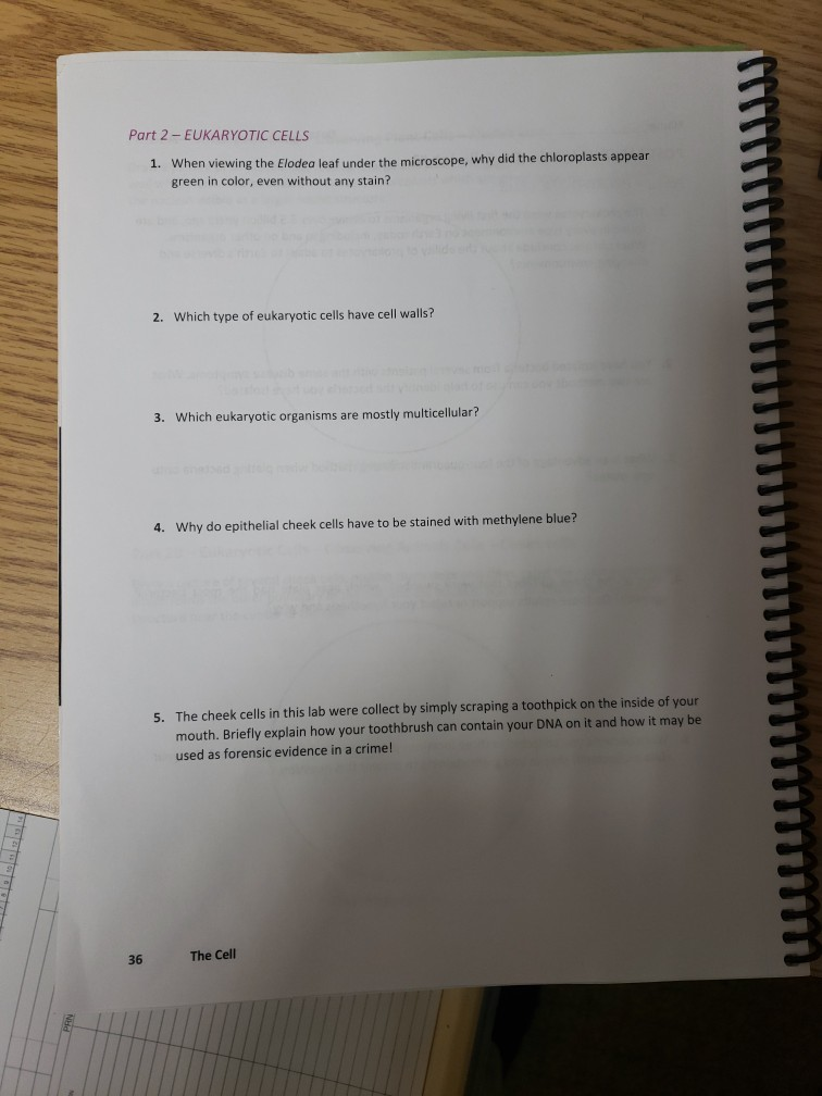 Solved THE CELL LAB 3 Name: Section: PRE-LAB QUESTIONS-The | Chegg.com