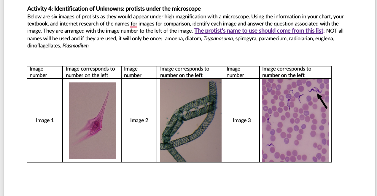 Solved Activity 4: Identification of Unknowns: protists | Chegg.com