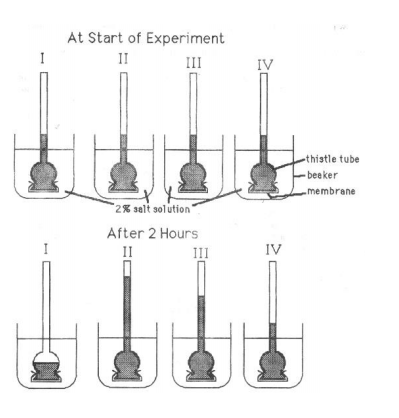 Solved Four thistle tubes are partially filled with salt | Chegg.com