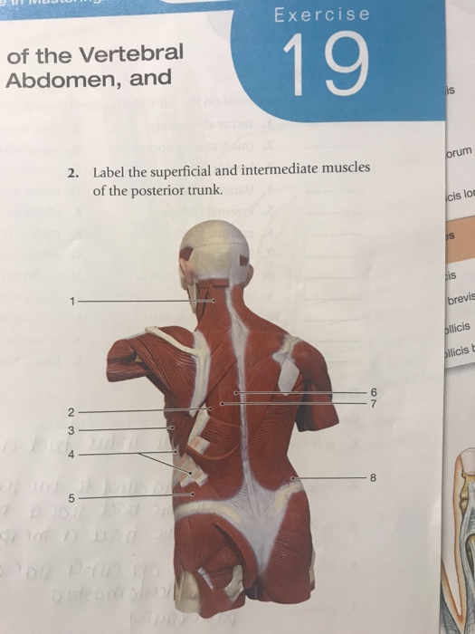 Solved Exercis e of the Vertebral Abdomen, and Label the | Chegg.com