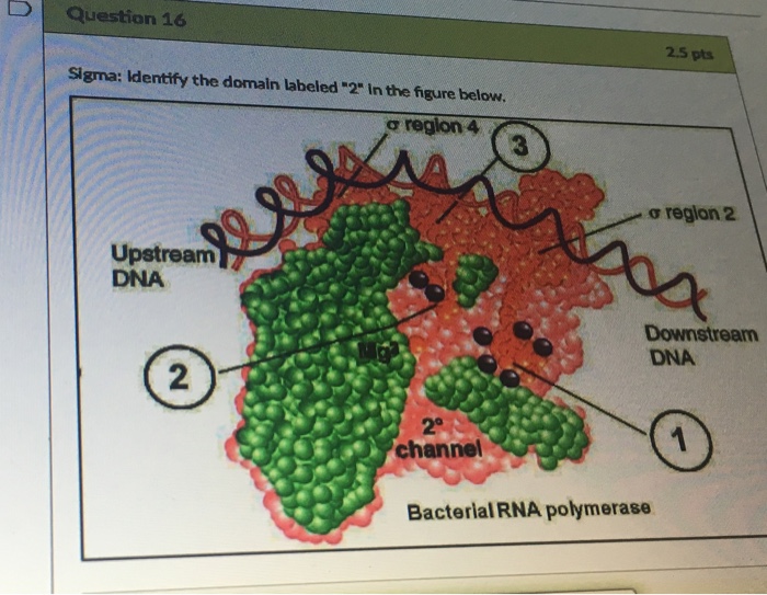 Solved Question 19 2.5 pts Identify the structure labeled | Chegg.com