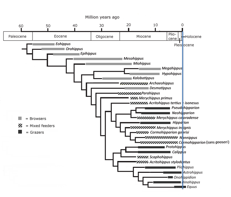 Solved According to the phylogeny below, approximately how | Chegg.com