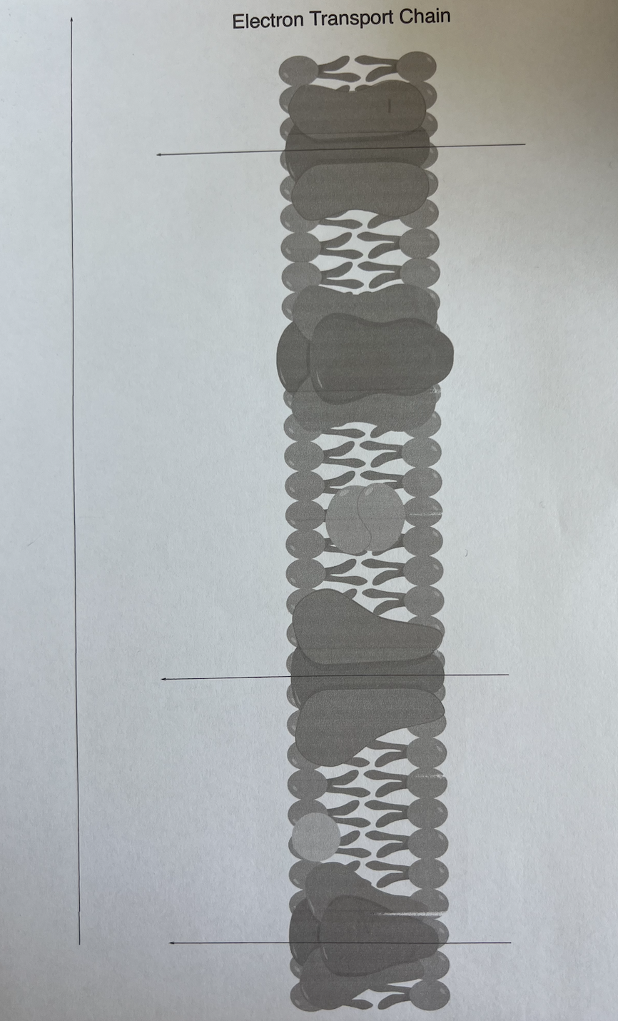 Solved Diagrem the process of the electron transport chain. | Chegg.com