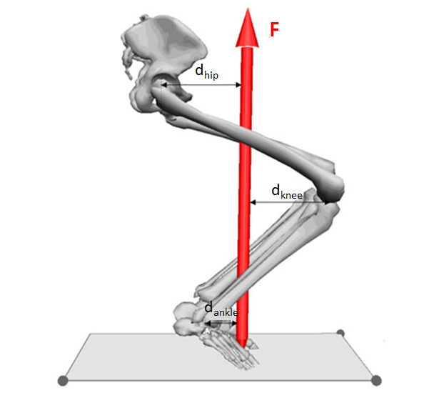 Solved During A Vertical Jump The Ground Reaction Force