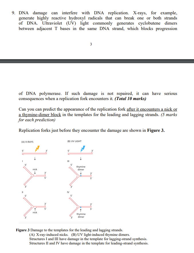 Solved DNA damage can interfere with DNA replication. | Chegg.com