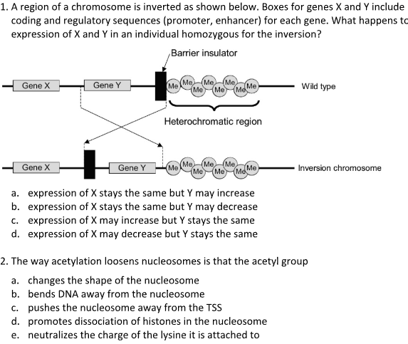 Solved 1. A region of a chromosome is inverted as shown | Chegg.com