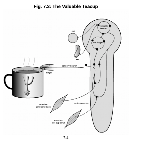 Solved Fig. 7.3: The Valuable Teacup sensory neuron jerk | Chegg.com