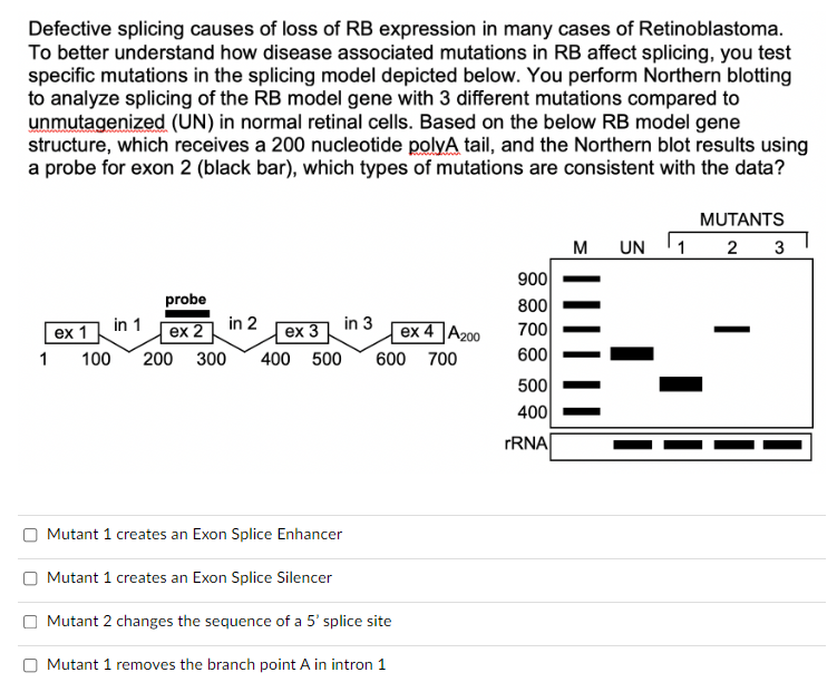 Solved Defective splicing causes of loss of RB expression in | Chegg.com