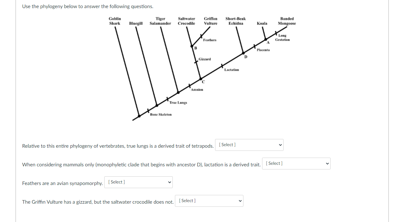 Use the phylogeny below to answer the following | Chegg.com