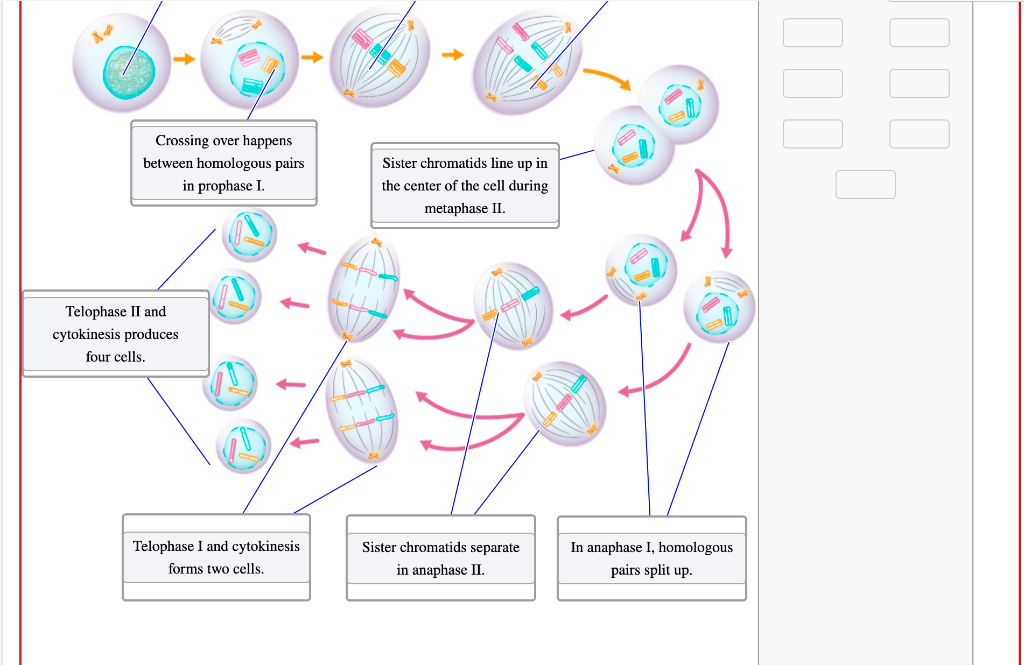 Solved Identify the stages of meiosis on the diagram. | Chegg.com