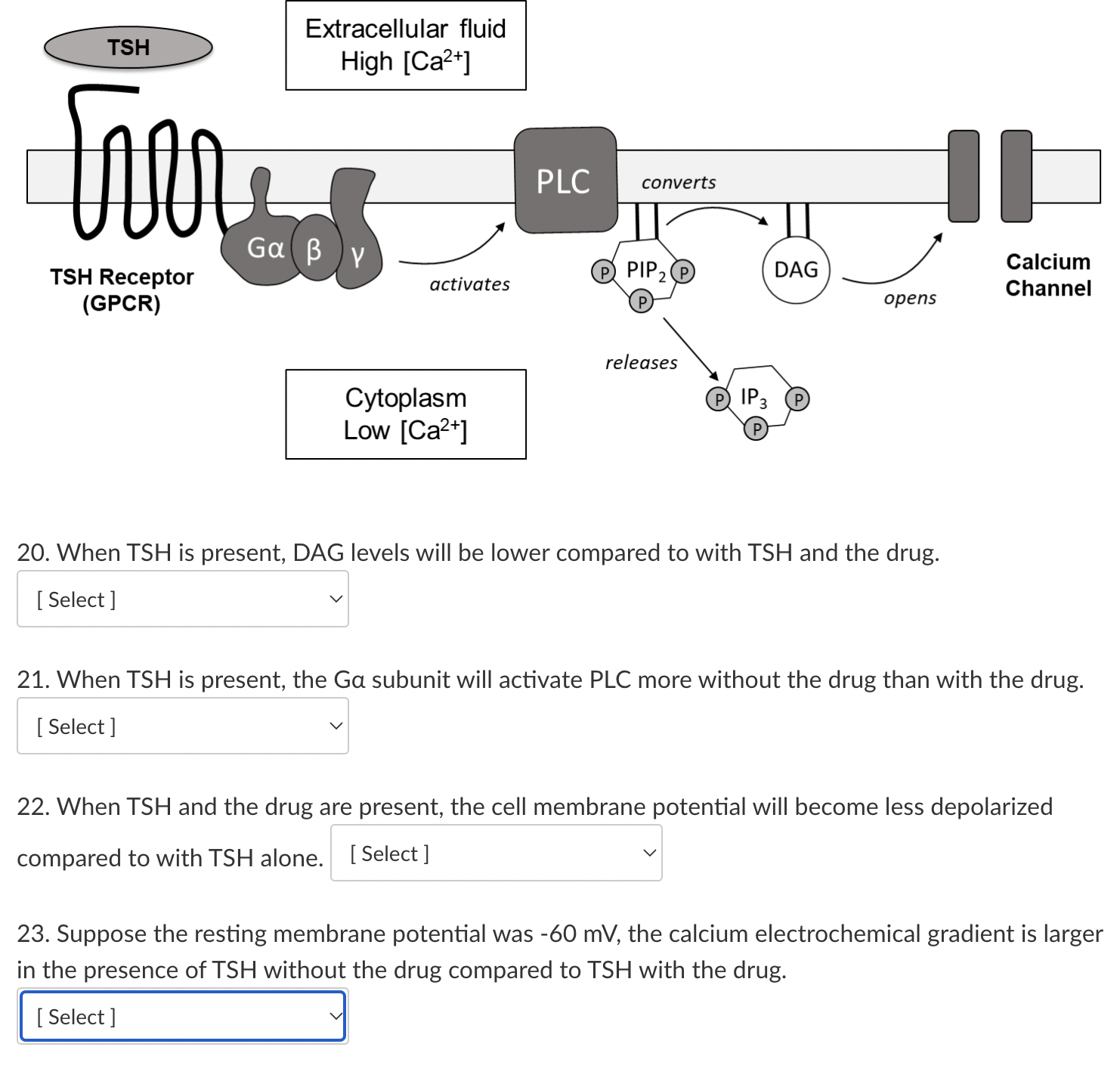 Solved This cell signaling pathway shown below is turned | Chegg.com