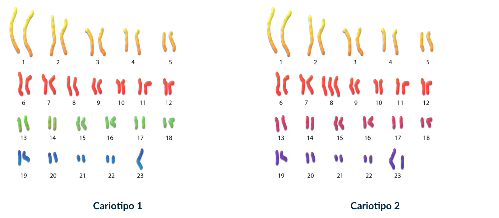 Solved Below are two images of karyotypes corresponding to | Chegg.com