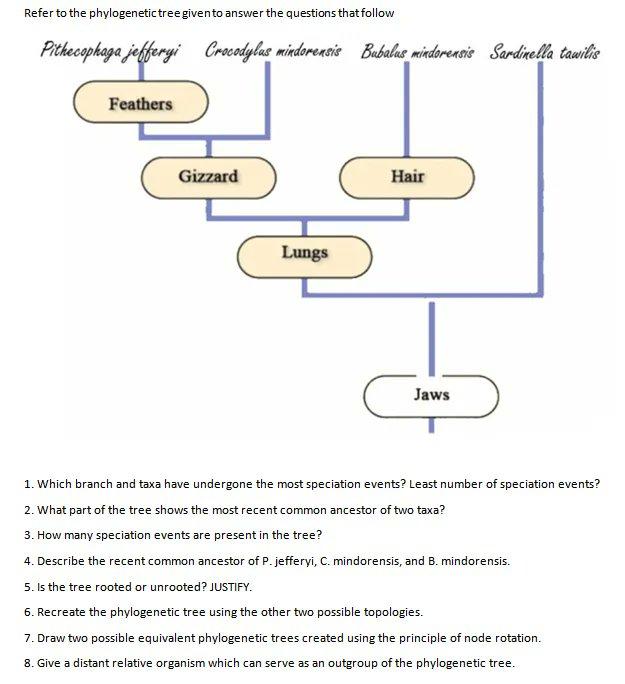 Solved Refer to the phylogenetic tree given to answer the | Chegg.com