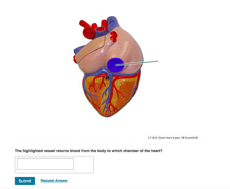 Solved LT G12: Giant Heart 4 part, 3B Scientific ns blood | Chegg.com