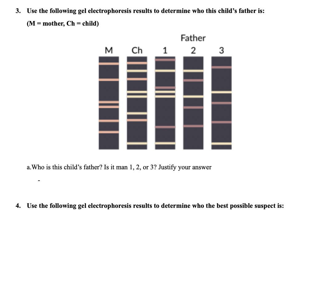Solved 3. Use the following gel electrophoresis results to | Chegg.com