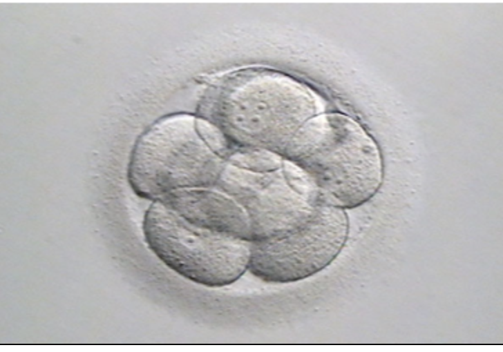 Solved If the eight cell embryo shown below is a protostome, | Chegg.com