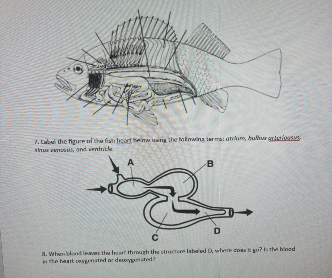 Solved 7. Label the figure of the fish heart below using the | Chegg.com