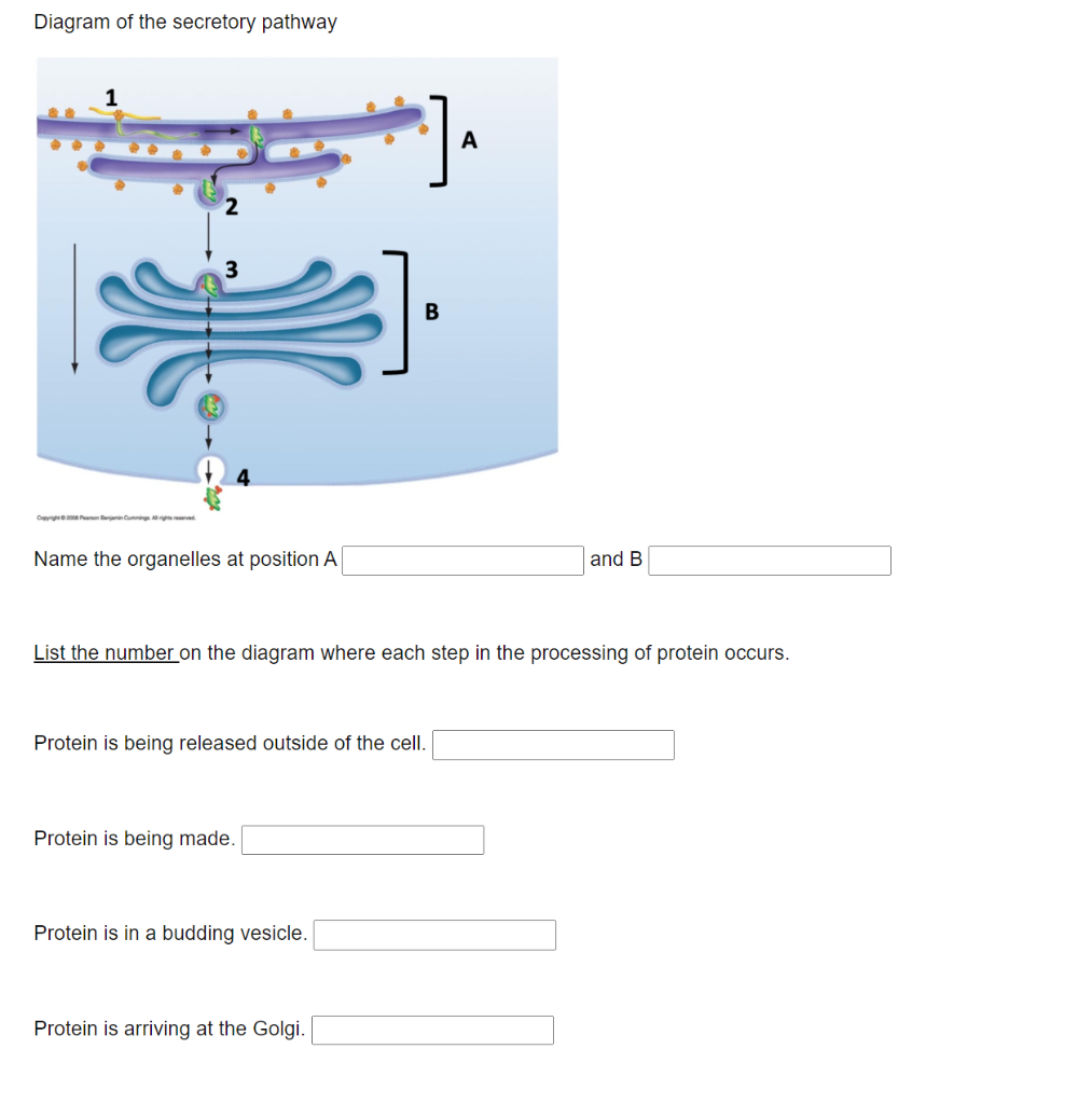 Solved Diagram of the secretory pathway А 3 Name the | Chegg.com