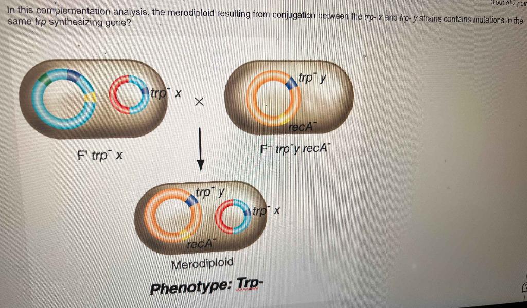 Solved In this complementation analysis, the merodiploid | Chegg.com