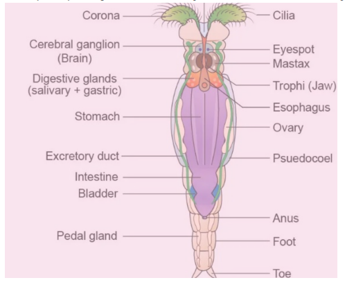Solved 2) The image below is that of a Rotifer. Is the | Chegg.com